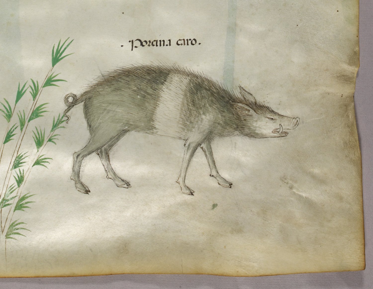 Book review: ‘The medieval pig’ by Dolly Jørgensen – Fake History Hunter